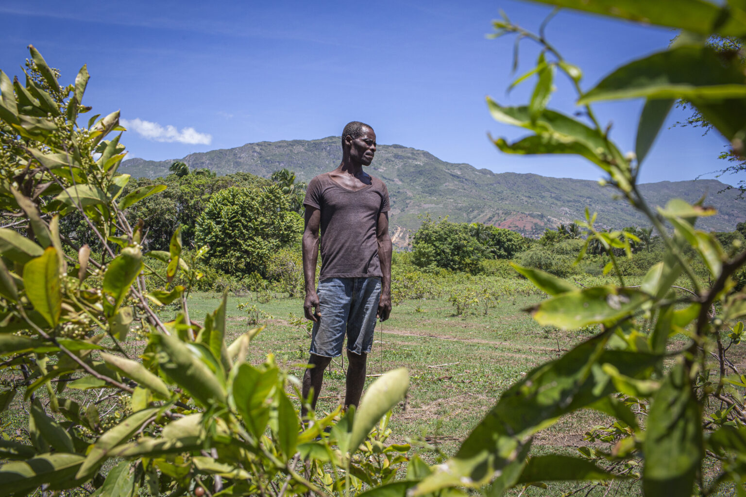 Caribbean Film Focus | The Creole Pig: Haiti's Great Loss • Pérez Art ...
